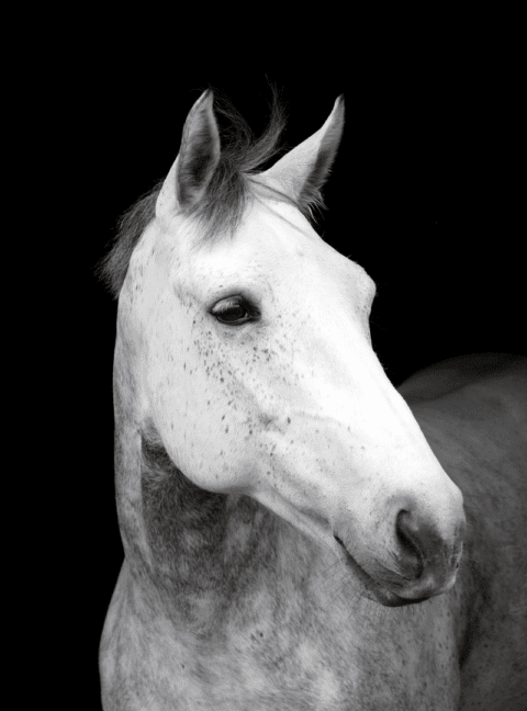 BHS Stage 1 Horse Care Programme | The Everyday Equestrian