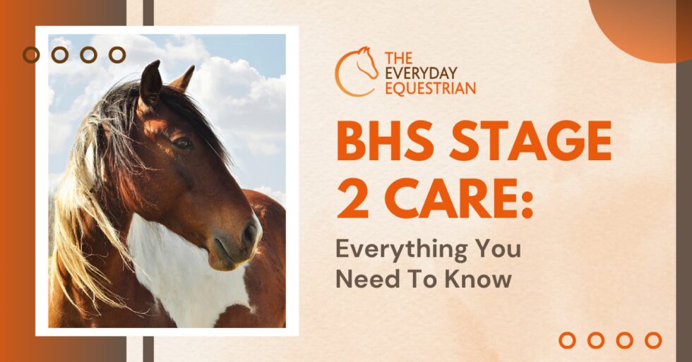 BHS Stage 2 Horse Care: Everything You Need To Know!